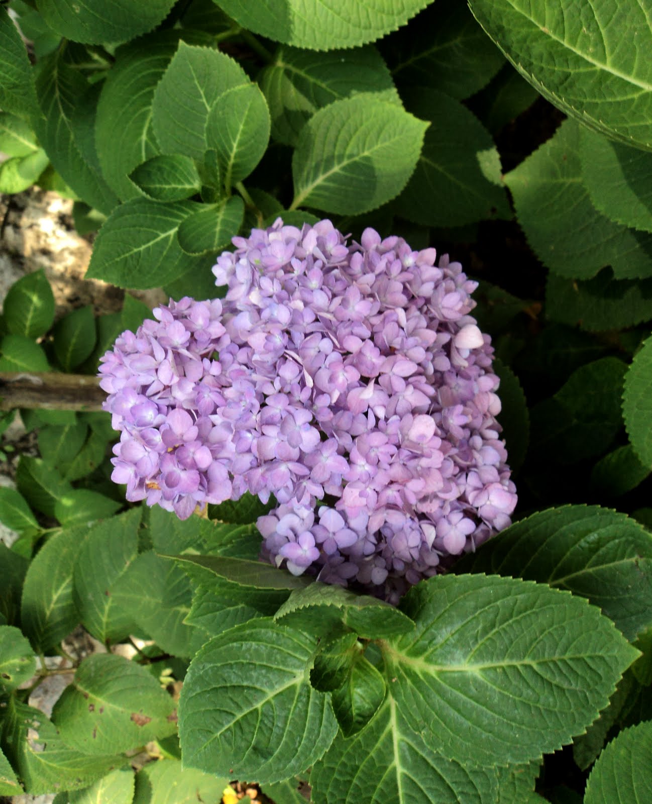 Laman Kambatik Plants list (3rd ed.): Hydrangea macrophylla ( Common ...