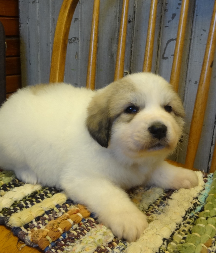 Housman Farms: Pick Your Pyrenees Puppy