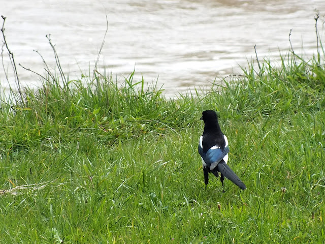 Jurnal unui desculț : prigorii (albinarel), starcul cenusiu, cotofana ...
