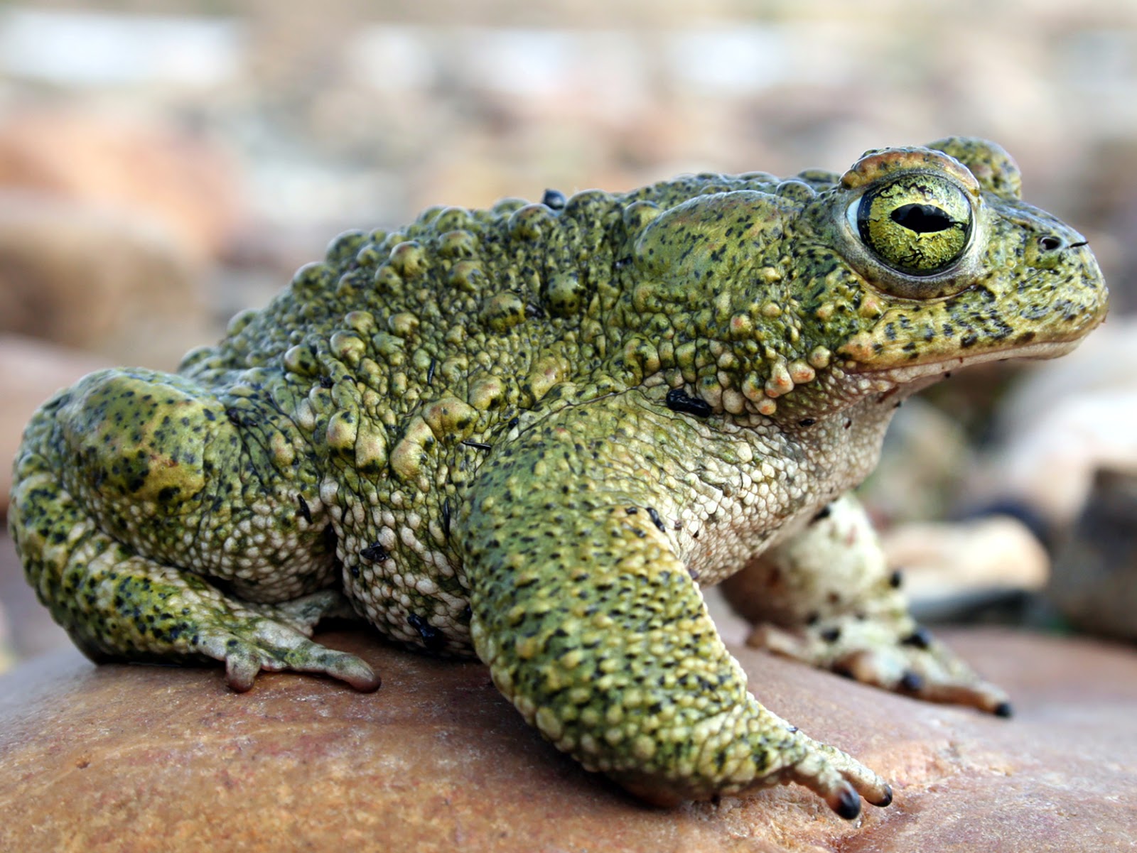 Taxonomía Chordata: Clase Amphibia