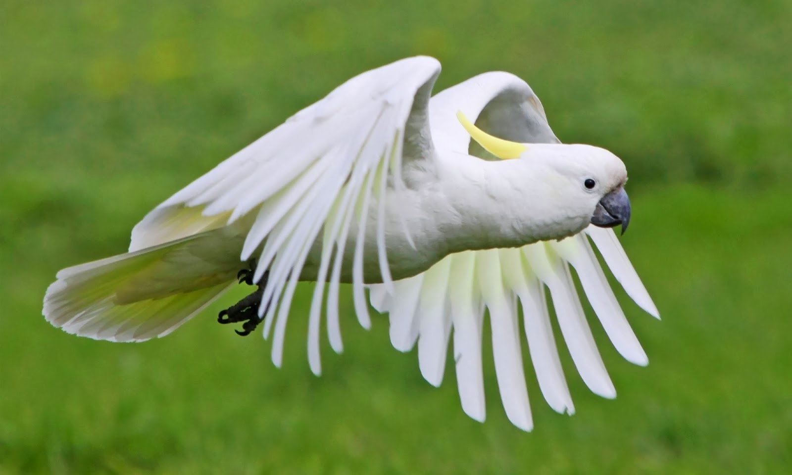 Sulphur-Crested Cockatoo HD Wallpapers