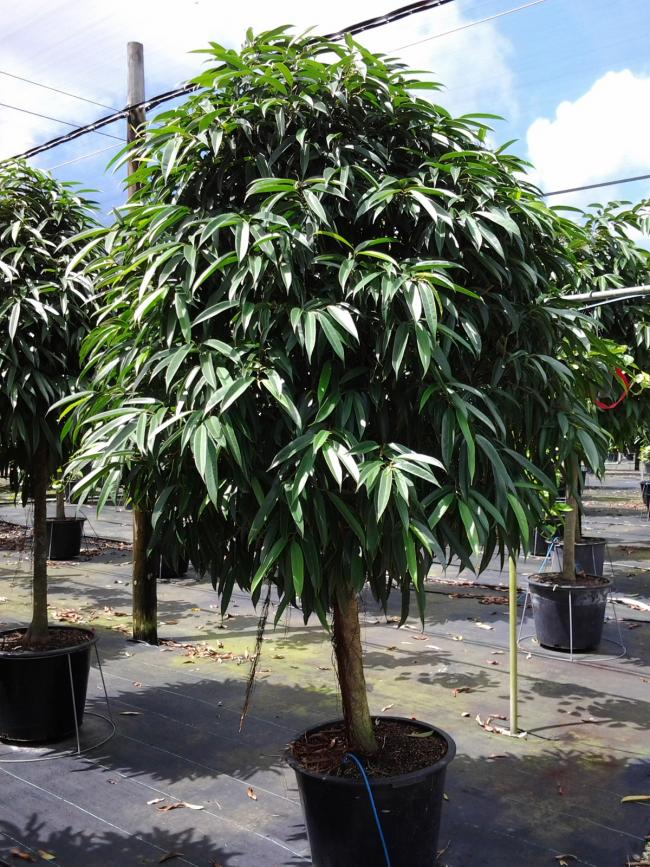 Pokloni mi cvet: Ficus maclellandii ’Alii’