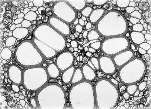 Hello world!: Cellular Inspired Embroidery