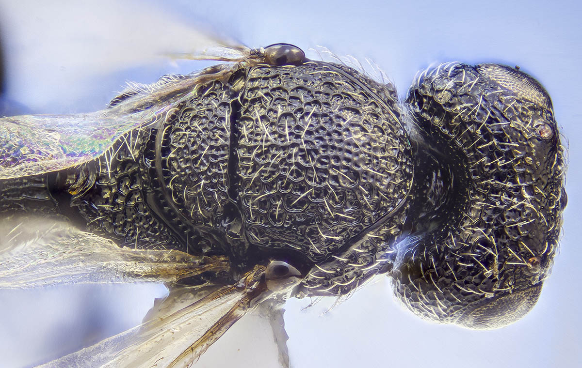 Utgångspunkt 63° 31,x' N - 22° 31,x' O: Scelio sp.