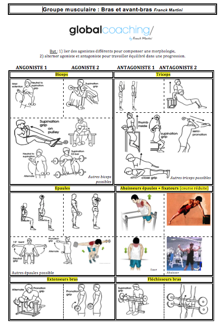 BAC de sport musculations muscles antagonistes Terminale Autre