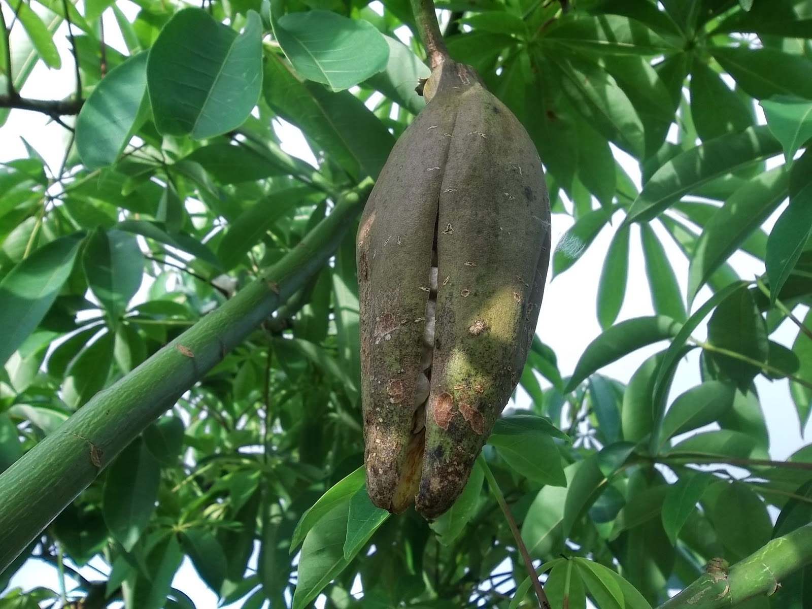 Warrior Pilgrimage: USEFUL PLANTS 101: Kapok