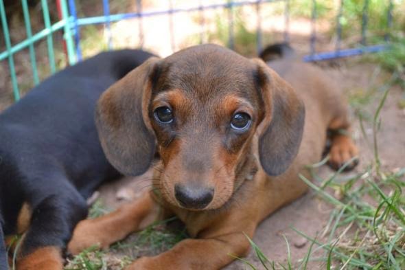 Annies bunte Seite: Kleiner Dackel-Welpe Fernando, ganz groß