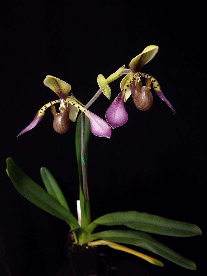 Phalaenopsis of Borneo: First bloom: Paphiopedilum lowii