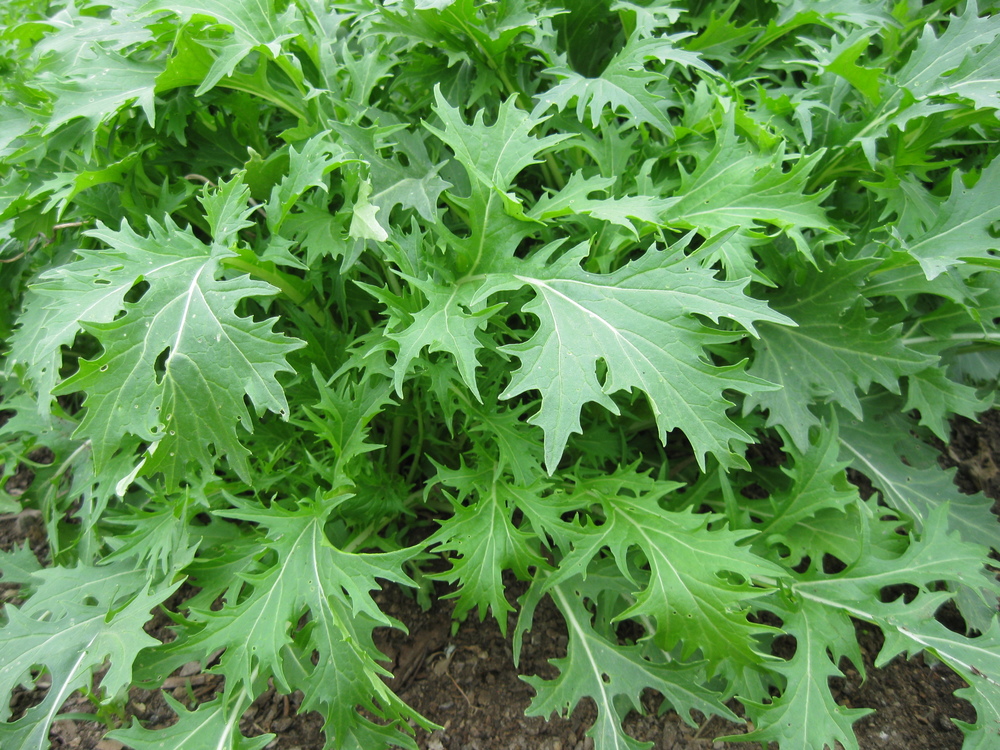 Amy And Brian's Clever Allotment: What the Mizuna is that?!