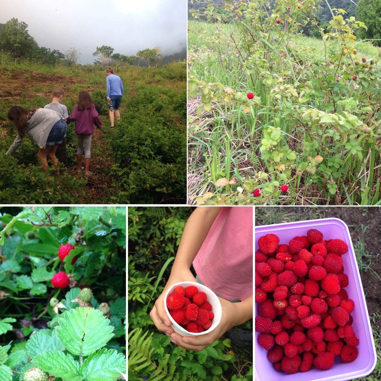 Kids more fun in the Philippines.: We need some green: Bangkong Kahoy ...