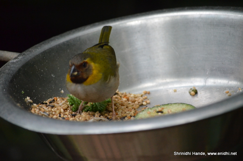 Beautiful birds at Copenhagen Zoo, Denmark - eNidhi India Travel Blog