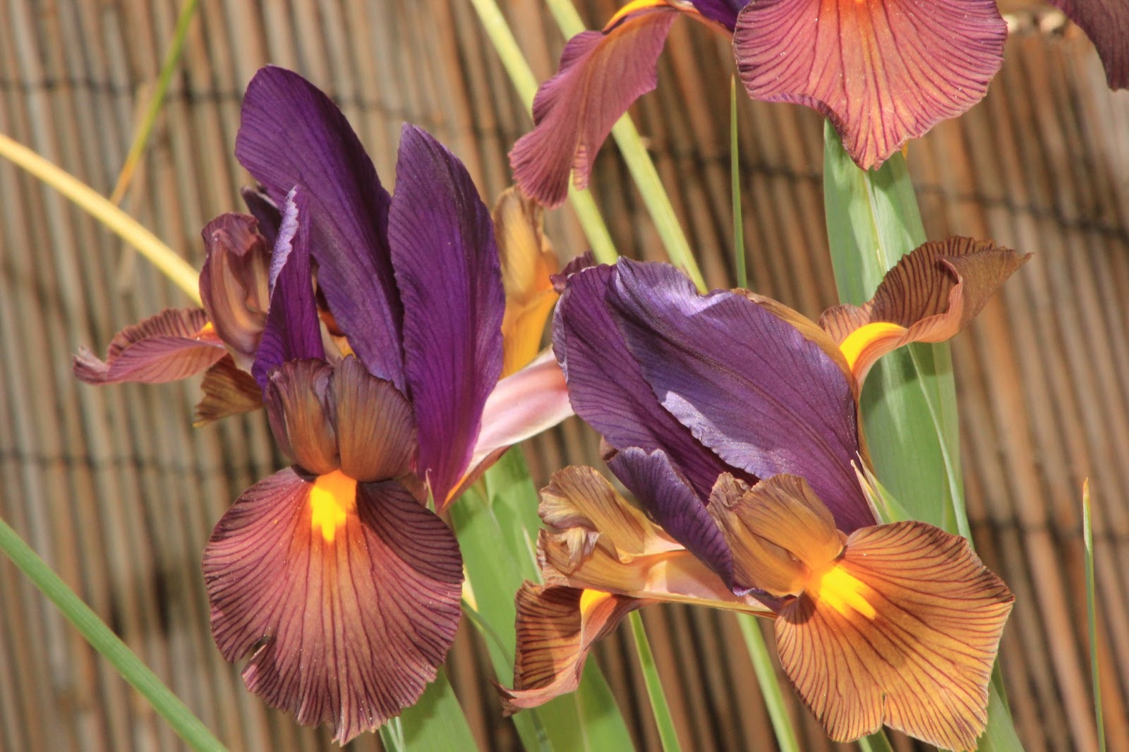 ARTE Y JARDINERÍA : LIRIOS. (IRIS)