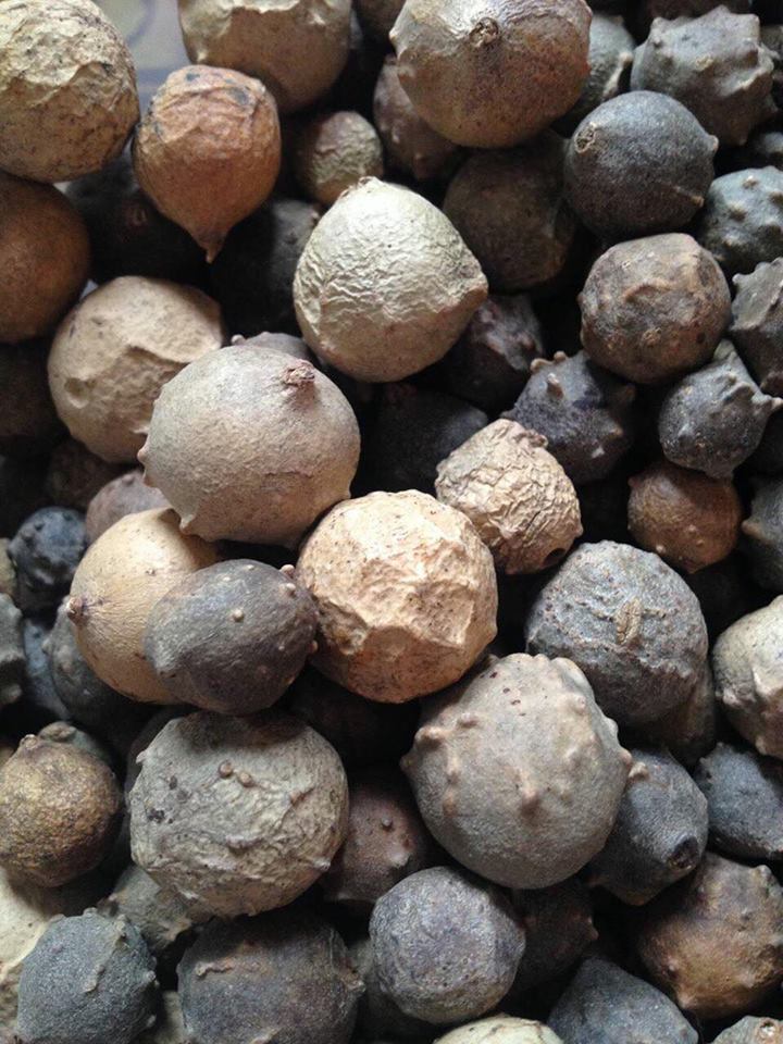 Sory,Nak Tanya Manjakani Awak Berasal Dari Mana??