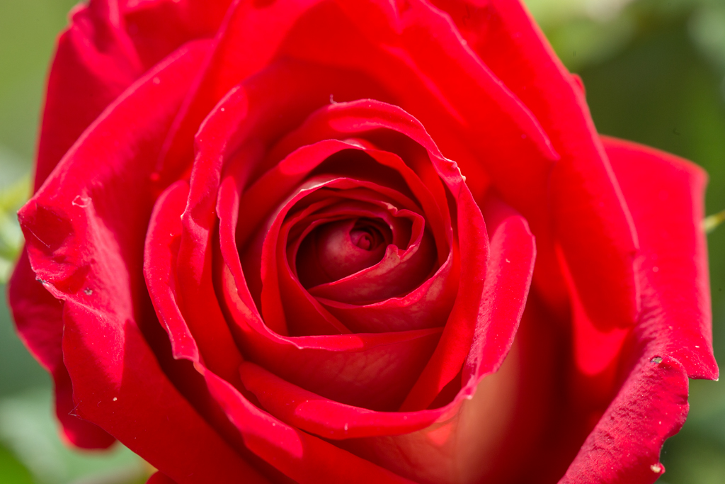 Pildid siit ja sealt: Lilled ehk siis roosid