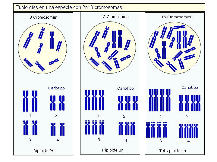 MUTACIÓN EN LA EVOLUCIÓN: Mutaciones cromosómicas numéricos