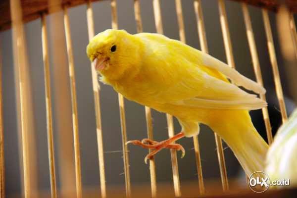 Jual Kenari Af Gacor Abis, Suara Panjang, Variasi Banyak | Burung 9