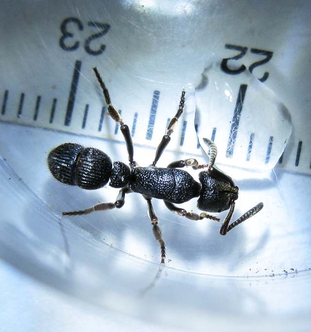 Photos and Info on Ants and Termites of Malaysia: Miscellaneous Ponerinae