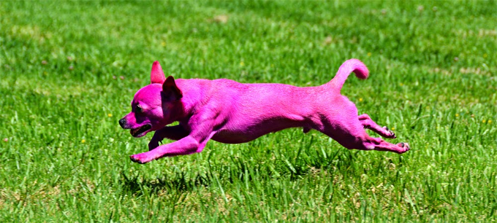 The Dog Geek: The Pinkening