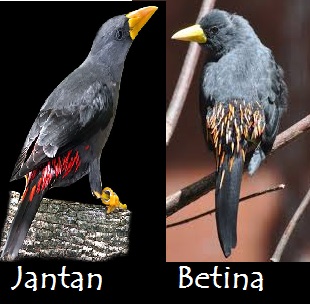 Perawatan burung rio rio agar cepat Gacor | JBBKICAU