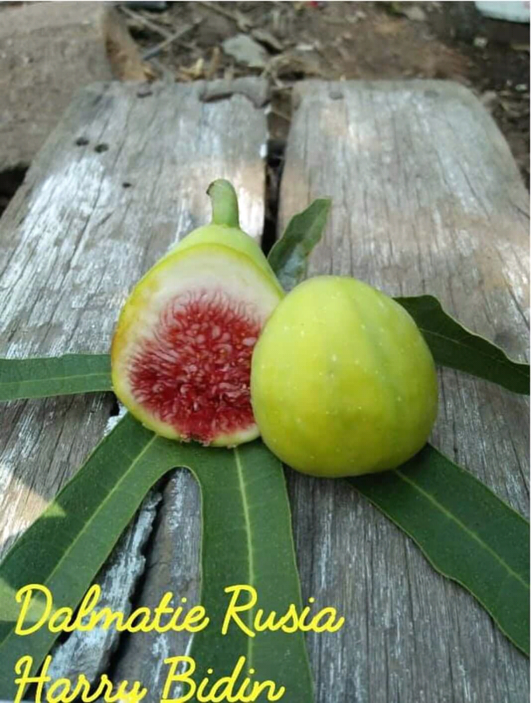 Dalmatie Fig - Var Tin