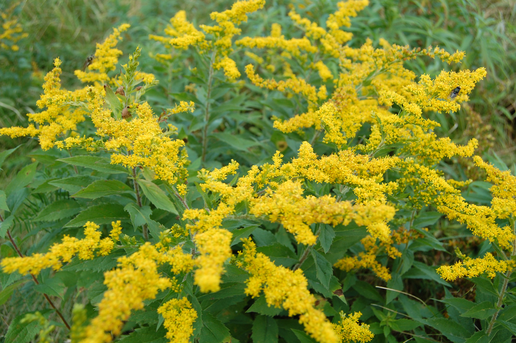 Earth and Space News: Solidago rugosa ‘Fireworks’ Streams Golden Yellow ...