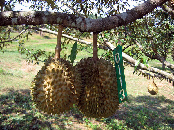 Durian Info: Durian Tree Inventory - Why and How To Do It