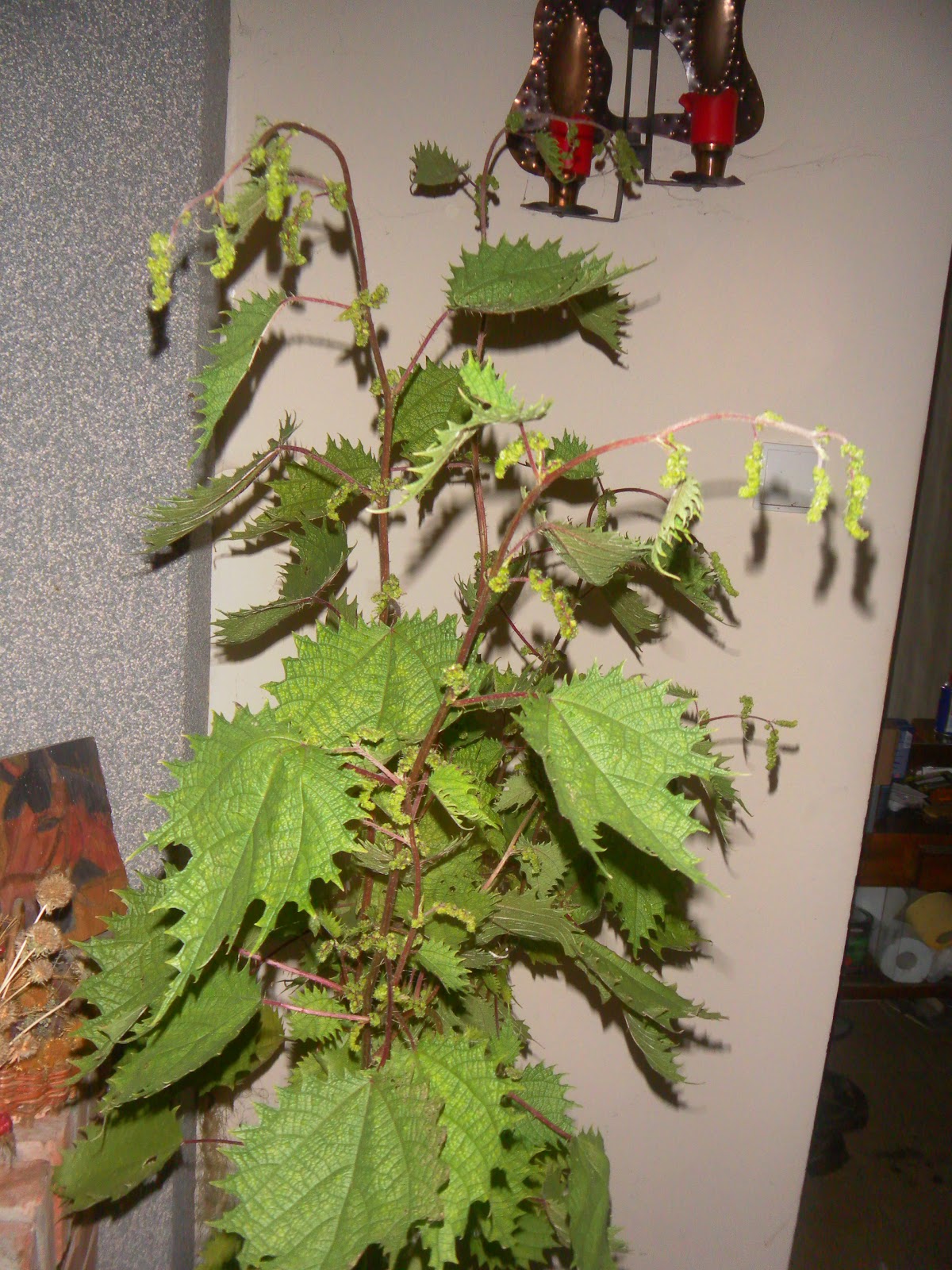 Scirpidiella's Plants: Giant Asian Nettles (Girardinia spp.)