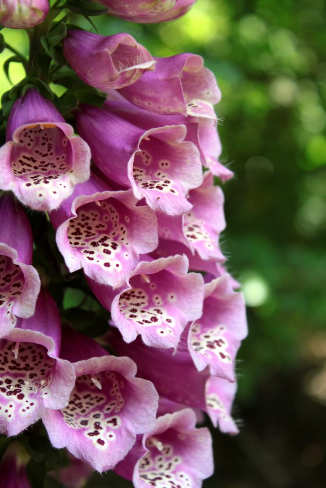 sweet somethings: With Silver Bells and Cockle Shells