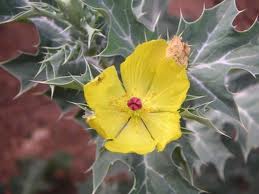 Non-Timber Forest Products: Thakal