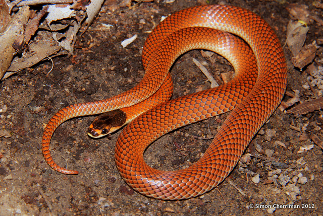 iNSiGHT News: Harmless Snake