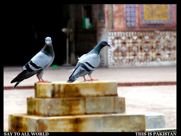Pakistani Pigeon Pictures - This is Pakistan