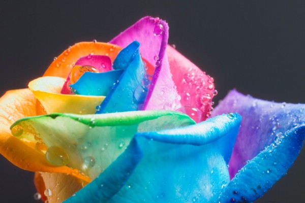 COLORS OF ROSES: MIXED COLOUR ROSES(RAINBOW ROSES)