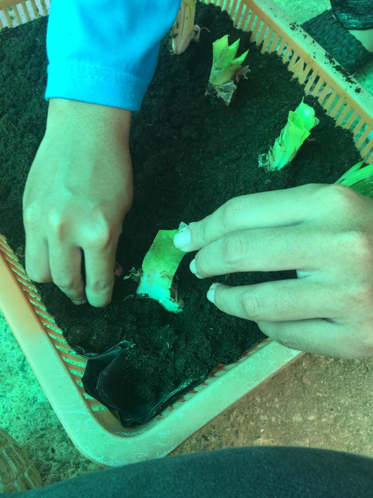 PEMBIAKAN VEGETATIF (BEBAWANG/BULBS) & CANTUMAN BAJI