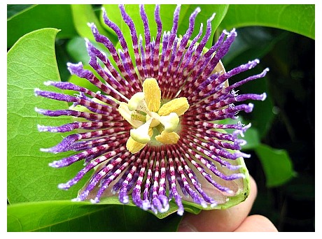 Lanikai Bath and Body. Made in Hawai`i. Naturally.: Do You Love Lilikoi?