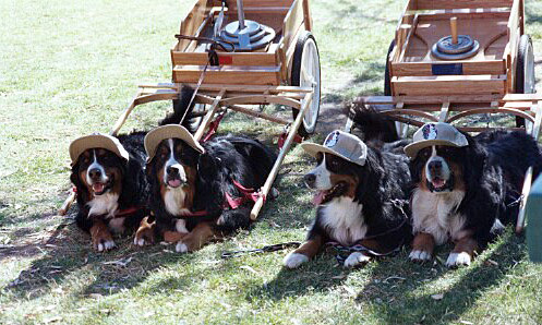 Funny Pictures Gallery: Draft dog cart, draft dog breeds, 2010 nfl mock ...