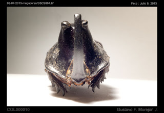 Coleoptera de Ecuador: Megaceras morpheus (COL000010)
