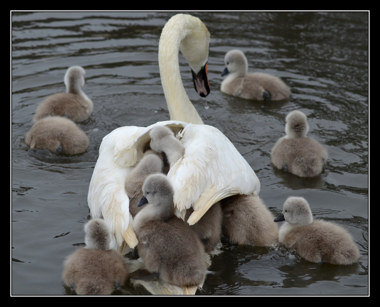 Carl Bovis Nature Photography: Abbotsbury Swannery...... Cute Cygnets ...