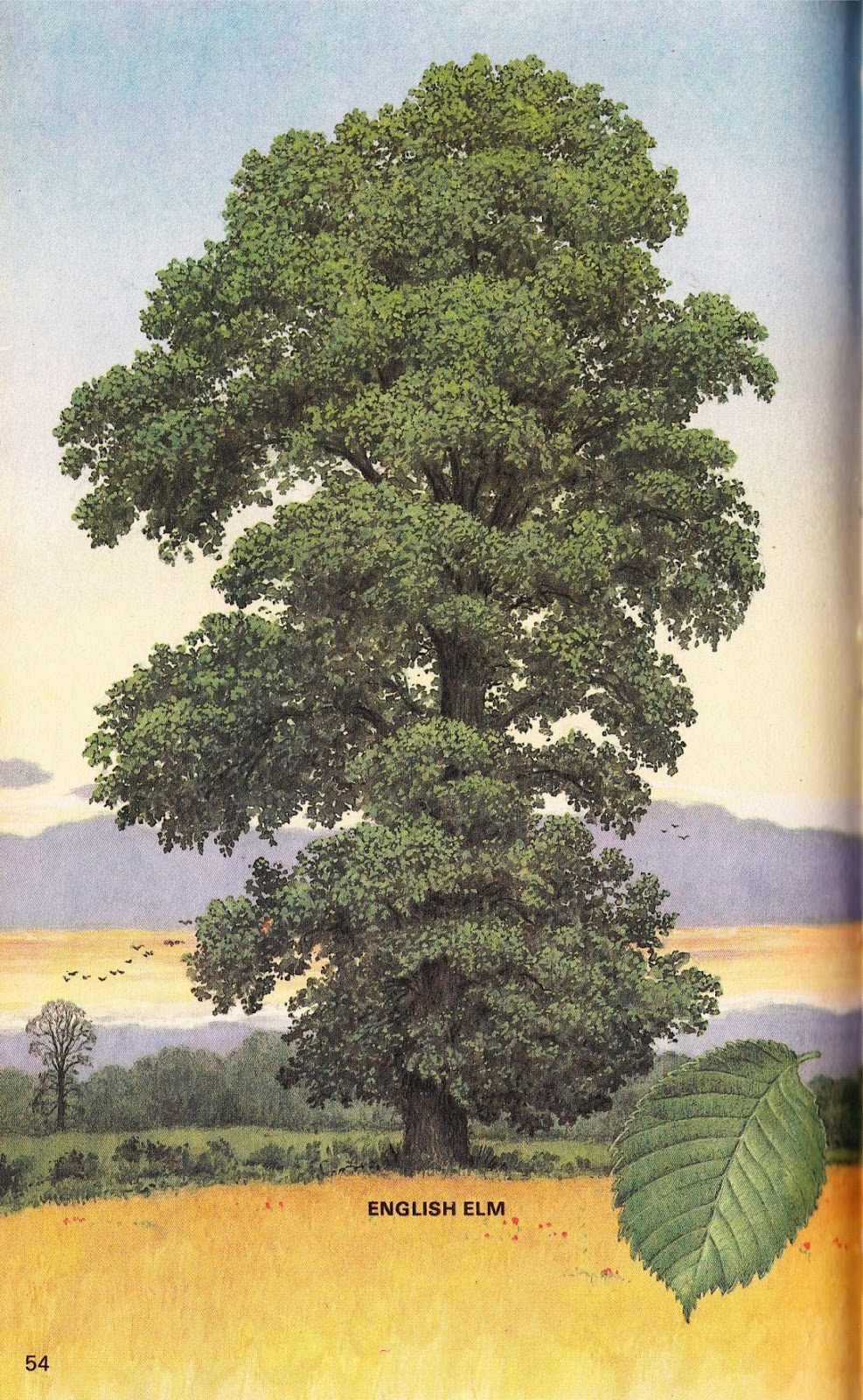 Lotta Plot - the allotment blog: Old elms, new elms