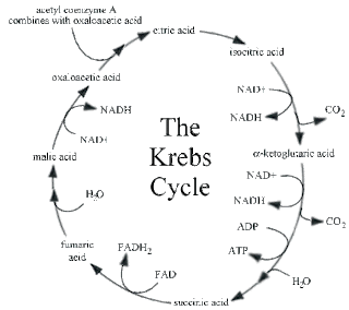 Kreb’s Cycle (OR) Citric Acid Cycle (OR) Tri-Carboxylic Acid Cycle (TCA)