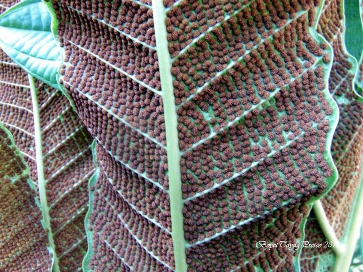 Photographic Handbook of Phil. Plants and Flowers: A-B