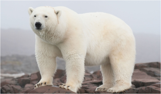Specieopedia the free Species Encyclopedia: Polar Bear