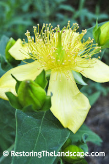 Restoring The Landscape With Native Plants: Native Plant of the Week ...