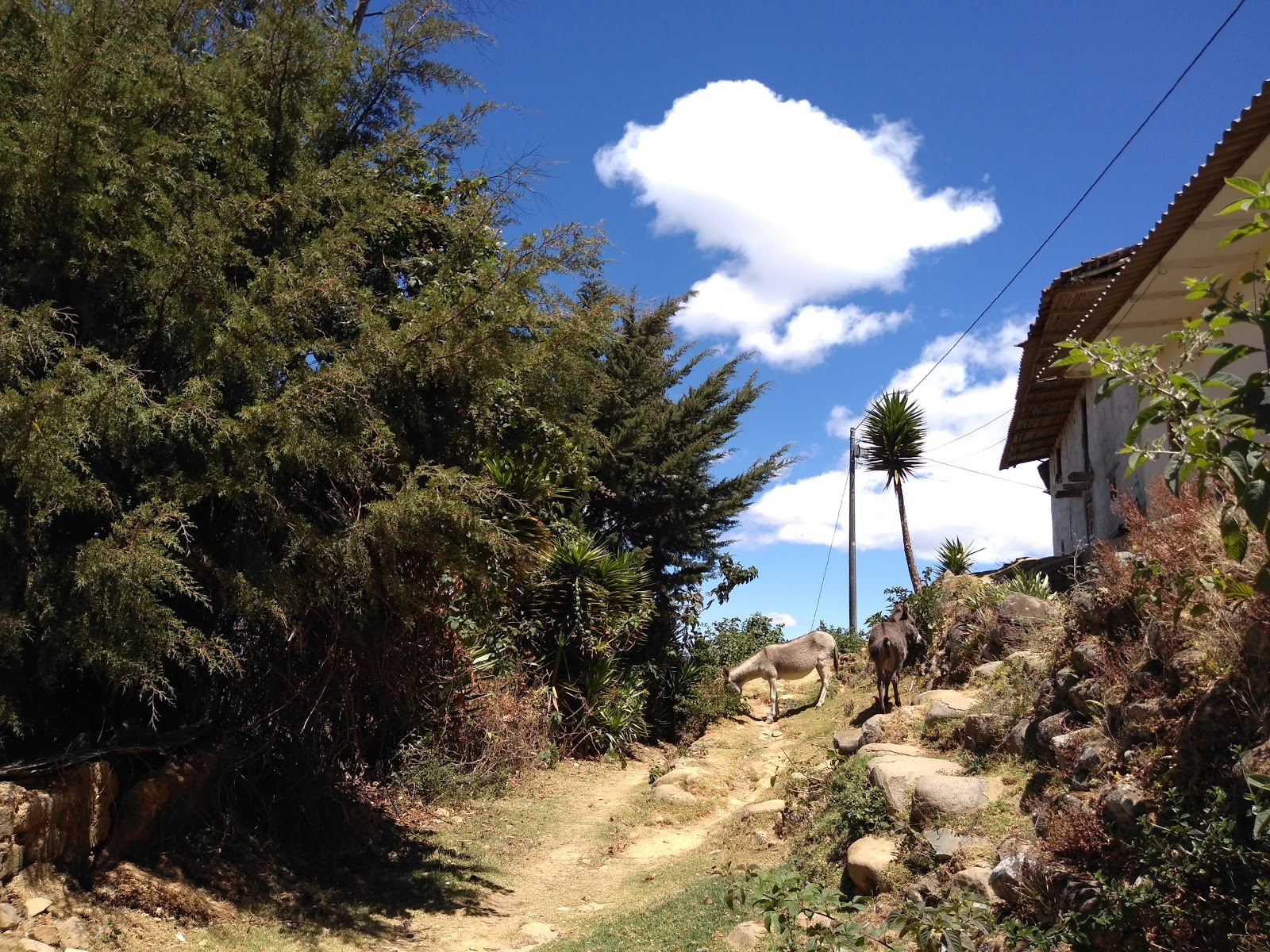 Viajando Por El Perú: Ayabaca