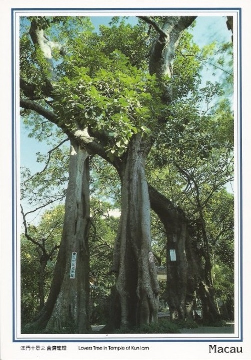 Macau Antigo: As árvores dos Amantes / Lovers Trees