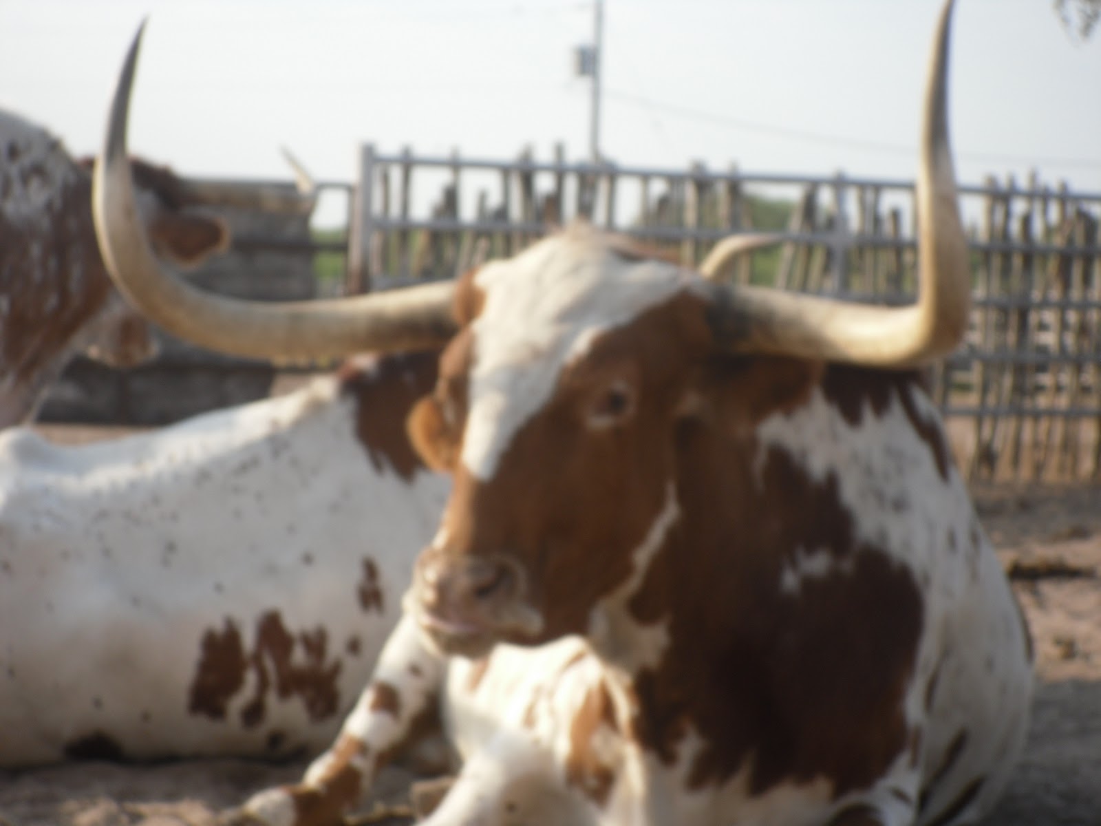 The Wondering Texan: Life on King Ranch