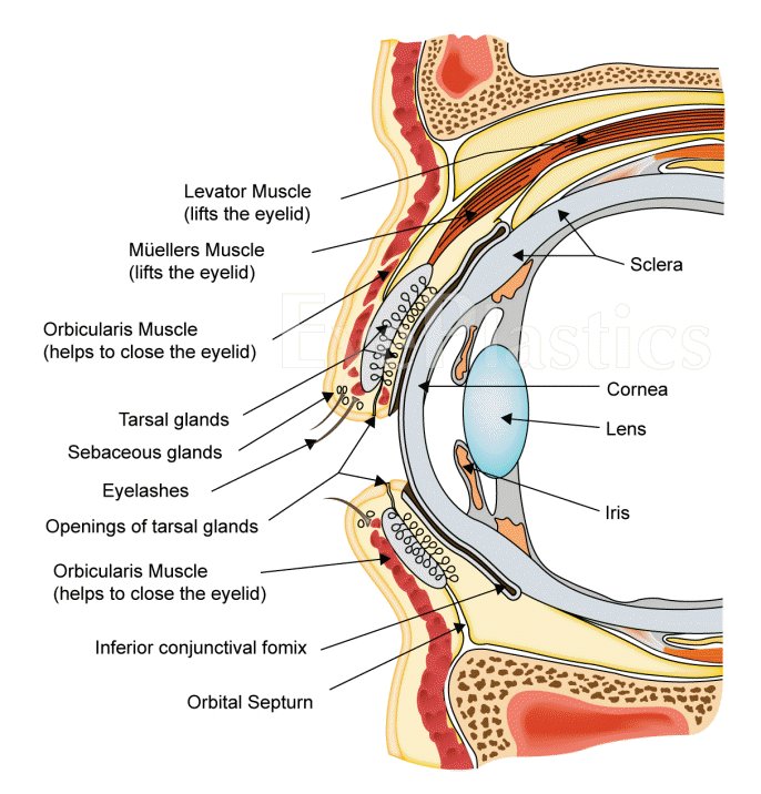 Eyelid Anatomy