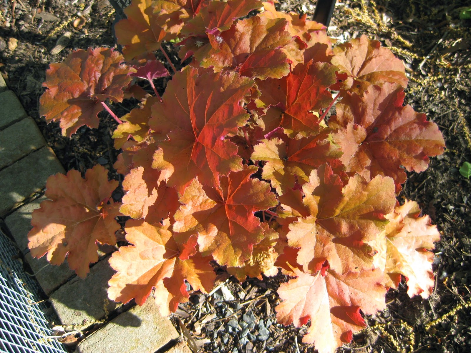 Rotary Botanical Gardens - Hort Blog: Orange Heucheras Abound