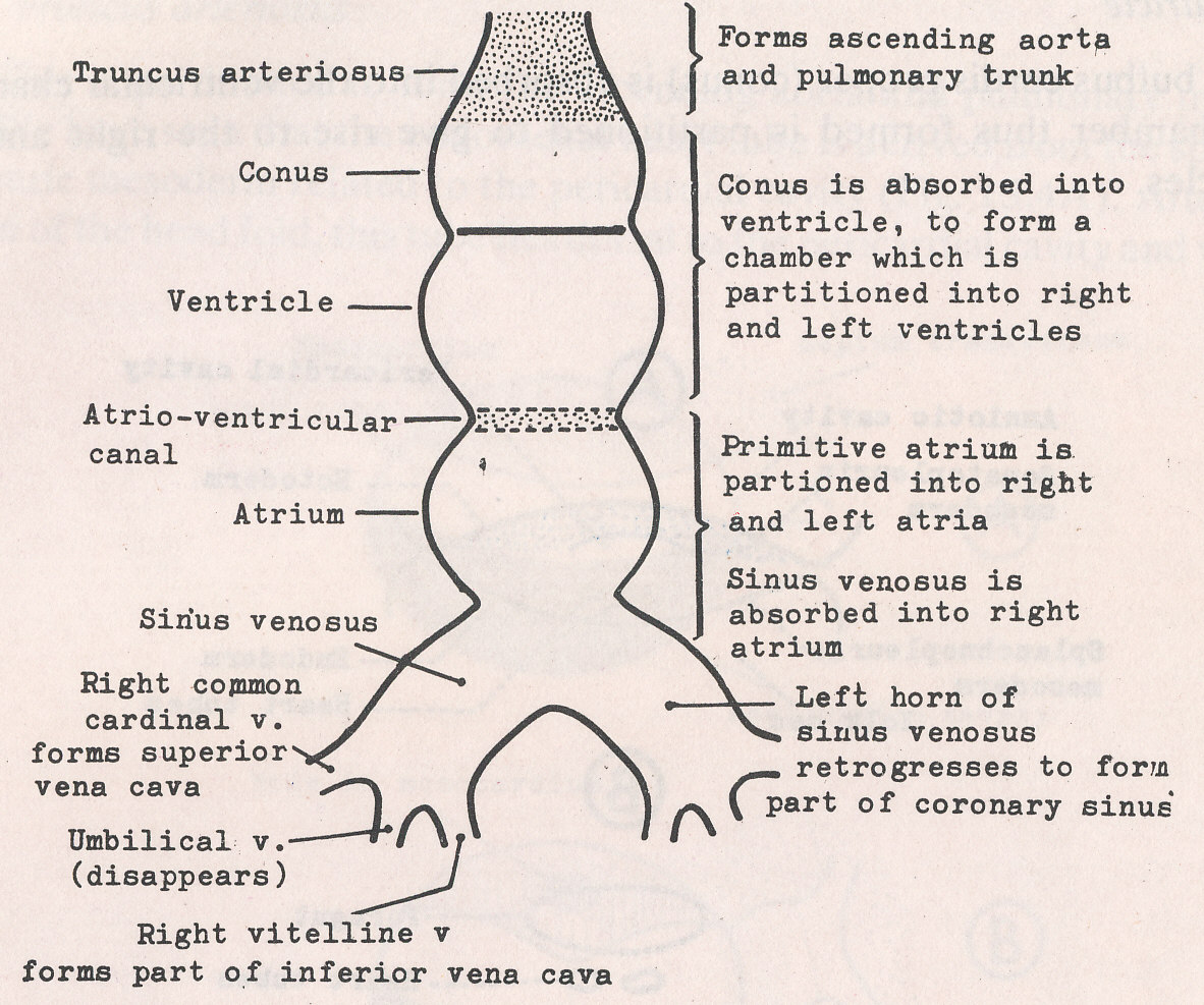 Pedi cardiology: Development: Heart Tube & Looping