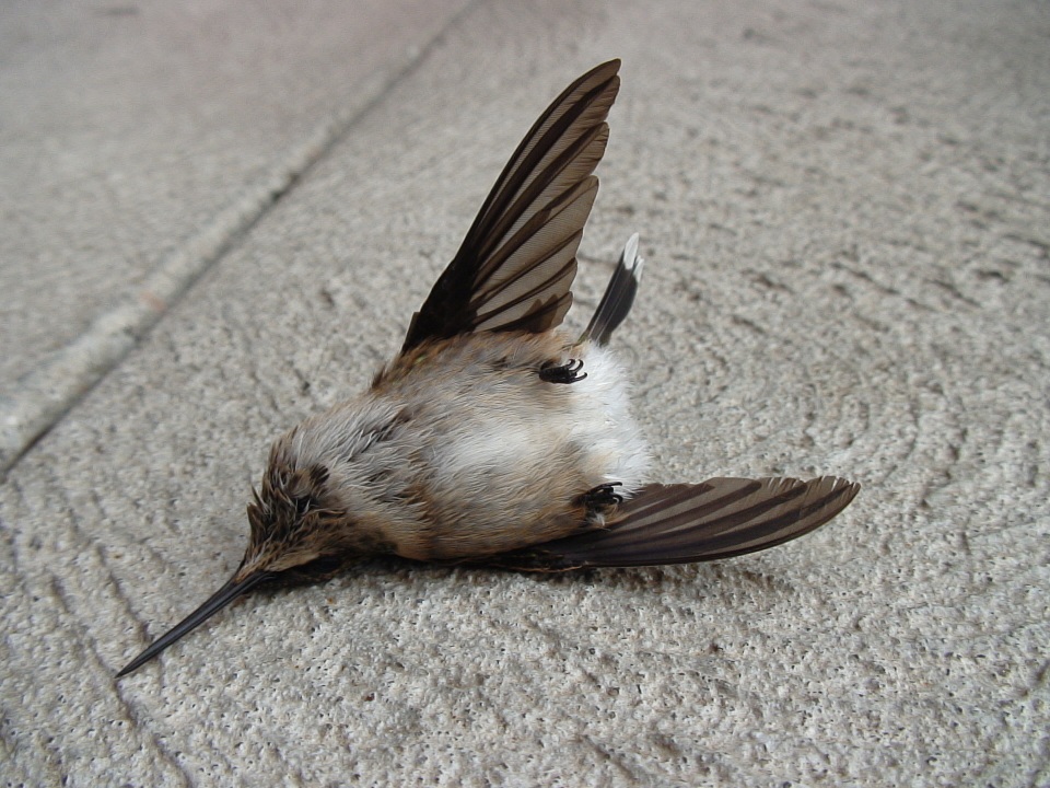 Wildbirds Broadcasting: Omaha Building Notably Dangerous for Migrant ...
