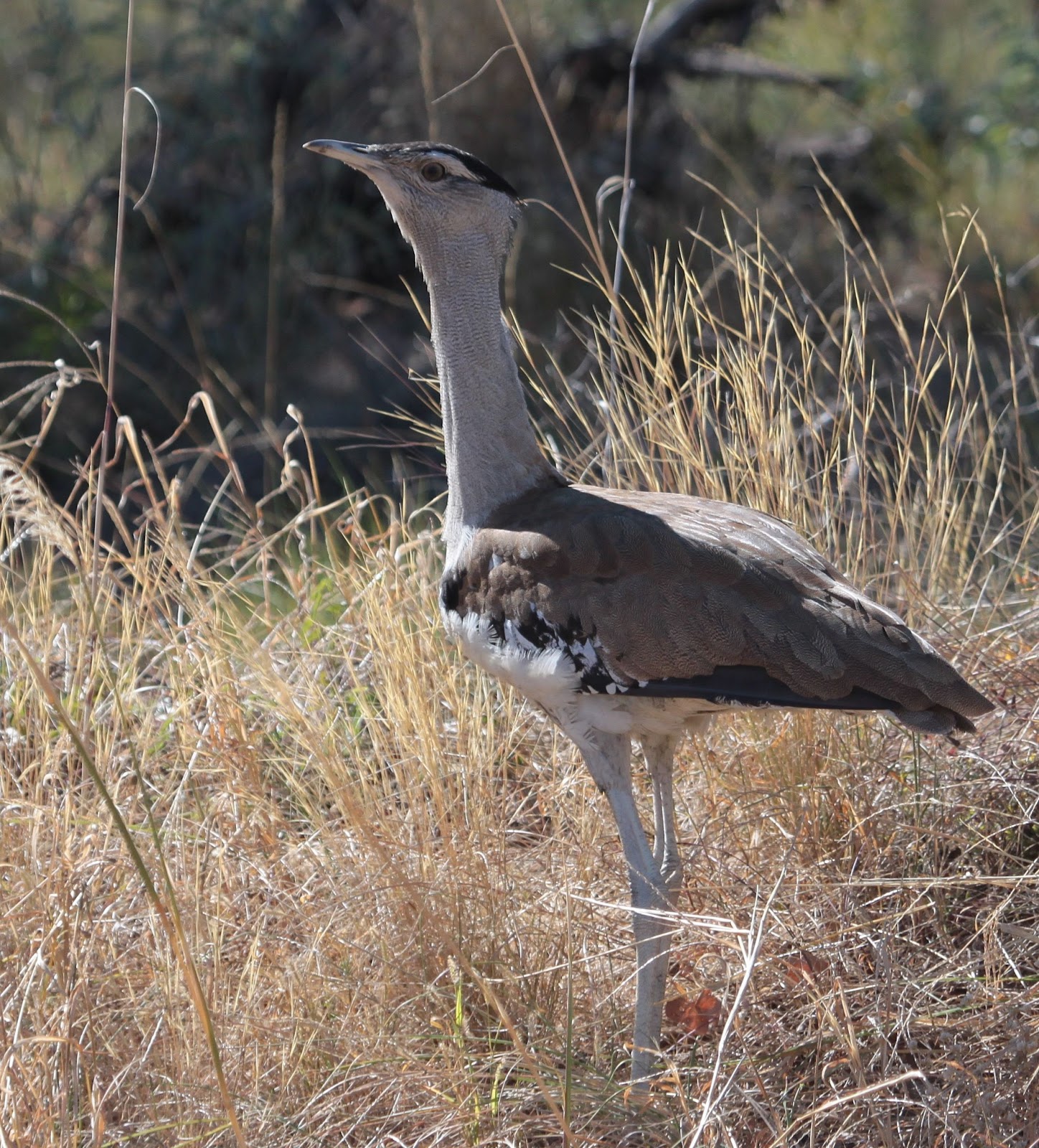 Central Australia Bird Photos: Australian Bustard - also known as Bush ...